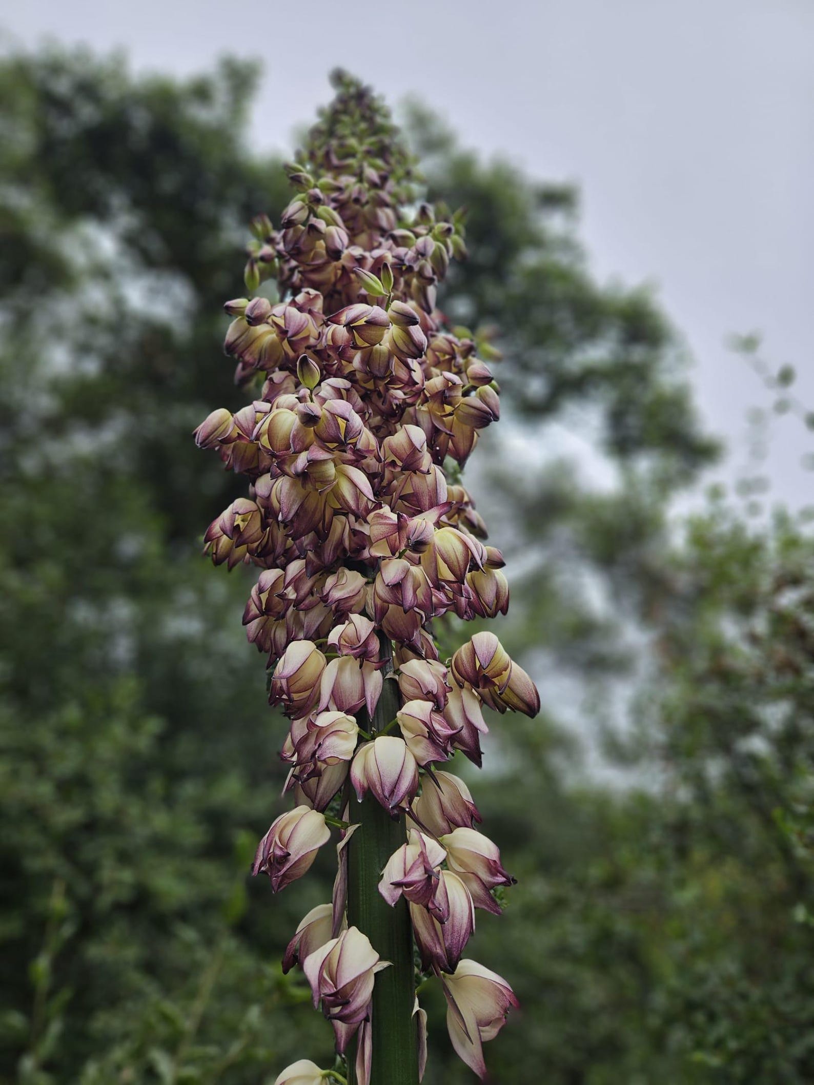 Purple Chaparral Yucca Seeds|hesperoyucca Whipplei|california Native ...