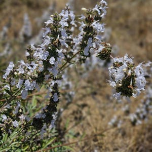 RARE Hybrid Black & White Sage Seeds|starlight Sage|salvia Starlight|california Native ...