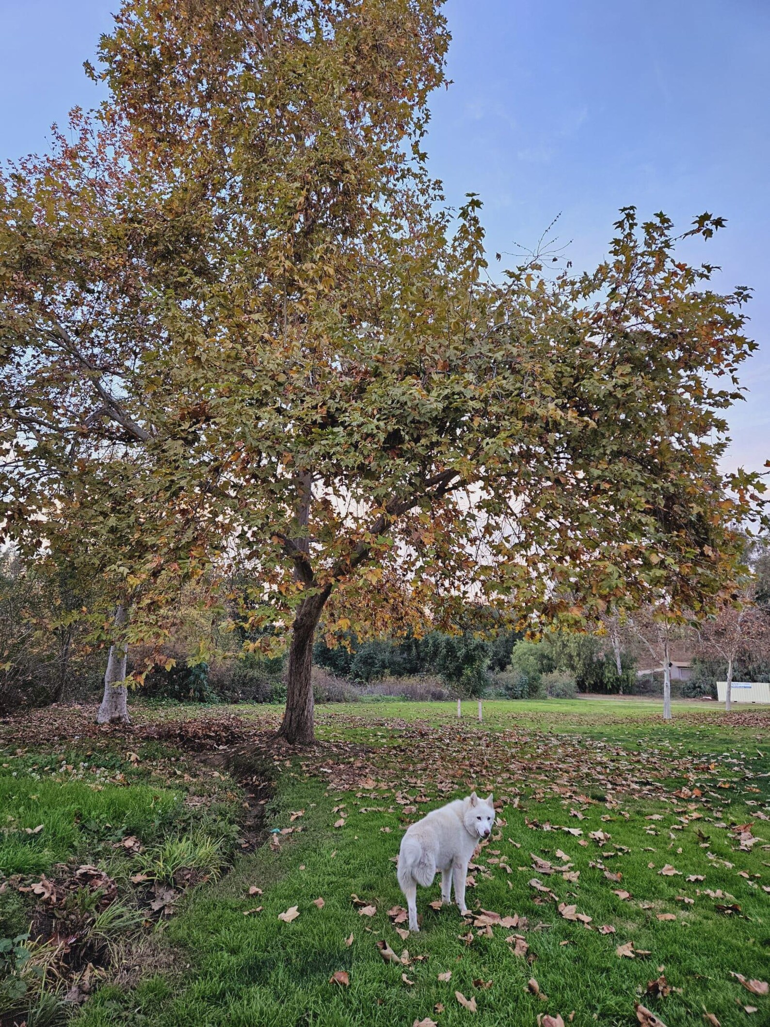 Western Sycamore Seeds|platanus Racemosa|california Native Plants ...