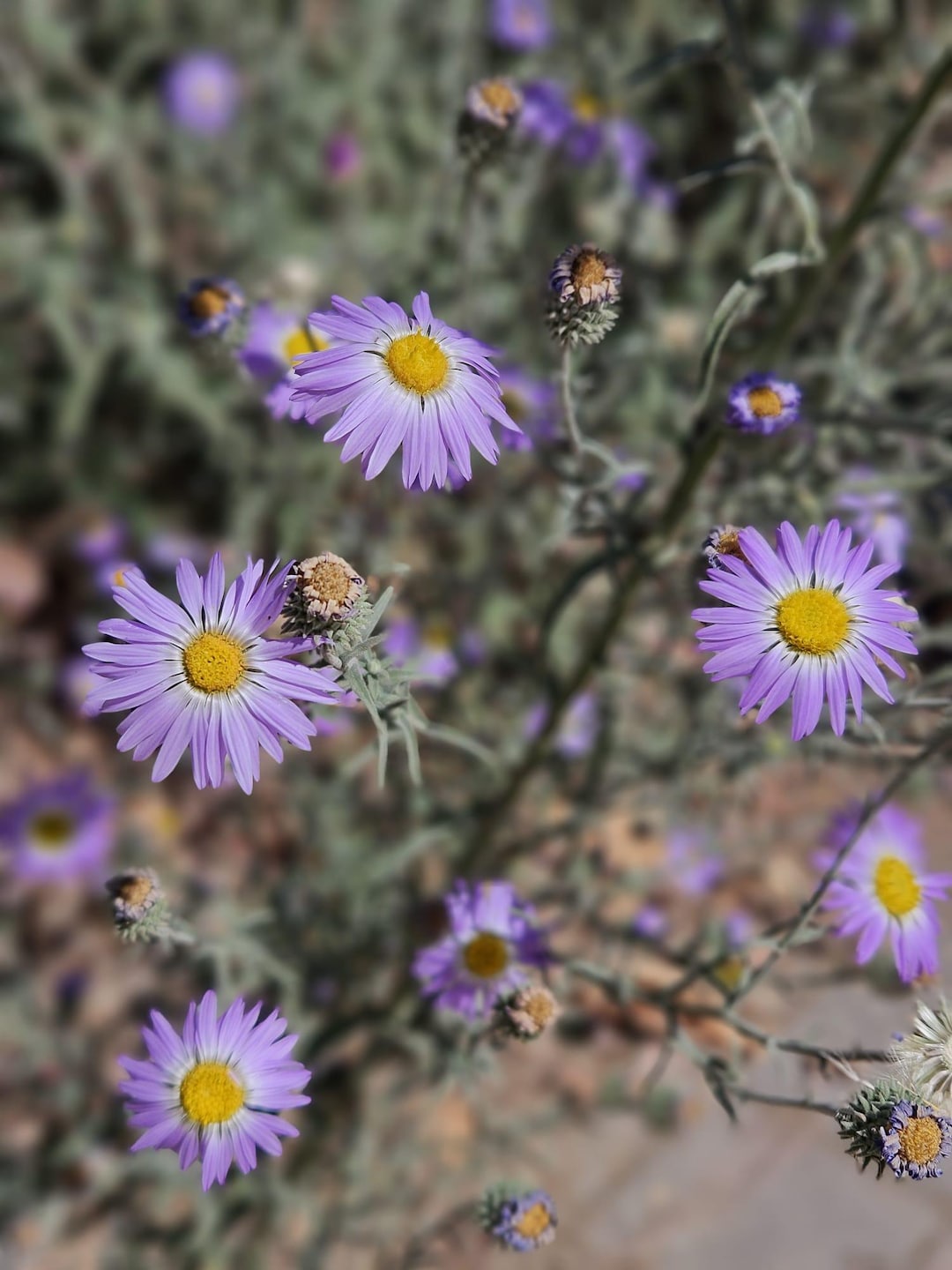 Hoary Aster Seeds|dieteria Asteroides|california Native Seeds|native ...