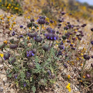 Chia Seeds|salvia Columbariae|california Native Plants|native ...