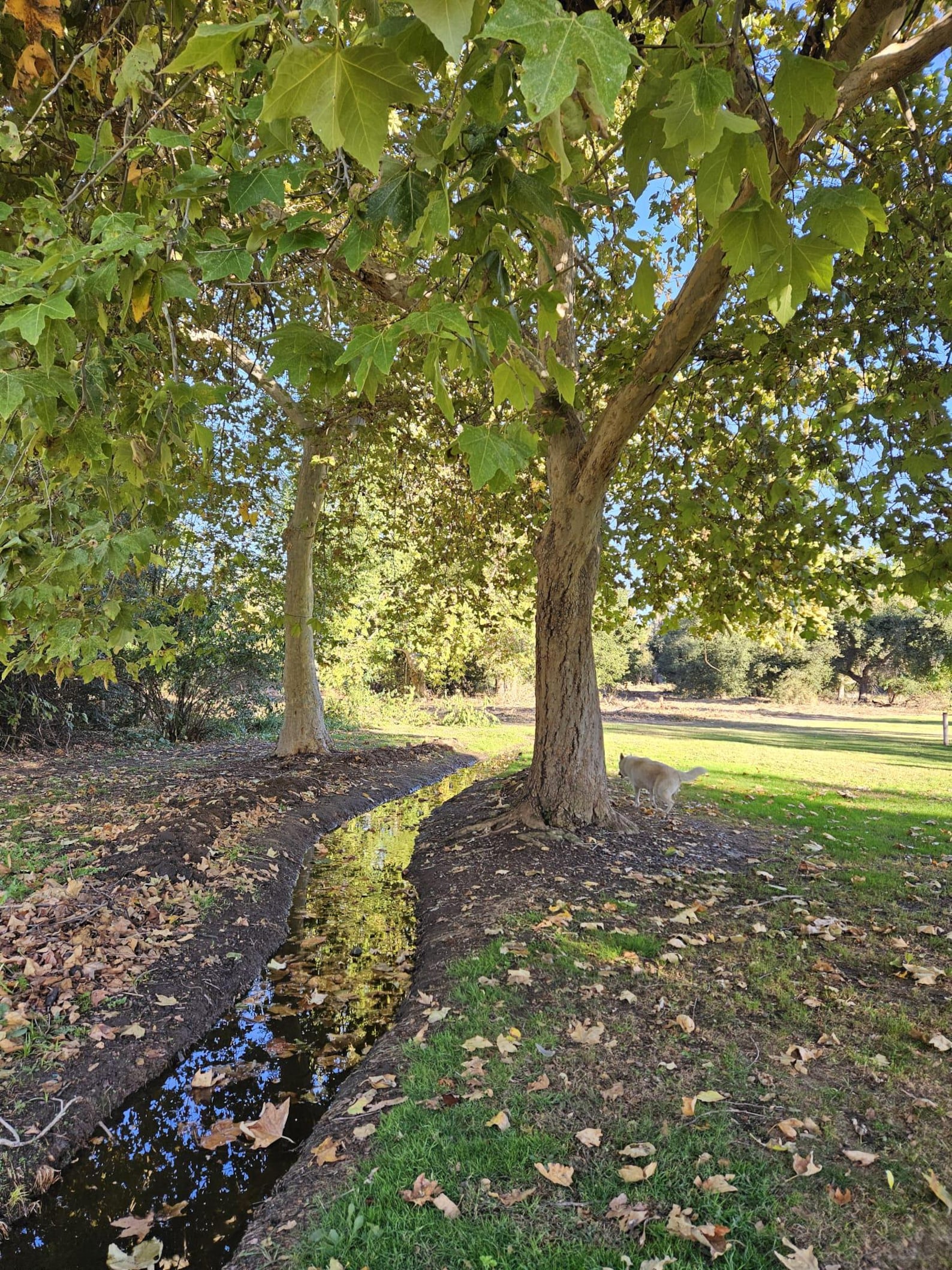 Western Sycamore Seeds|platanus Racemosa|california Native Plants ...