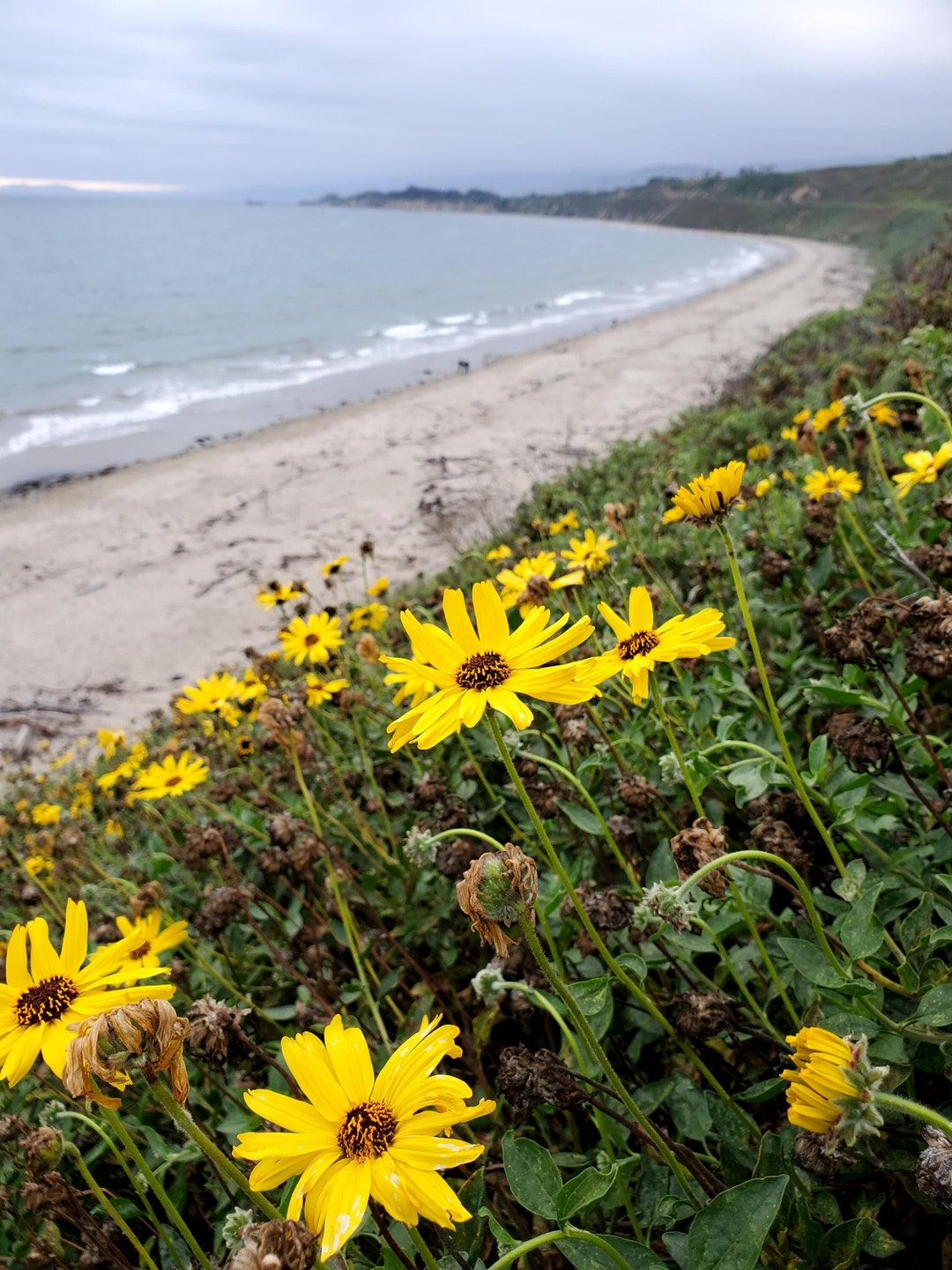 Bush Sunflower Seeds|encelia Californica| California Native Wildflower ...
