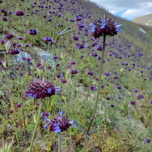 Chia Seeds|salvia Columbariae|california Native Plants|native ...
