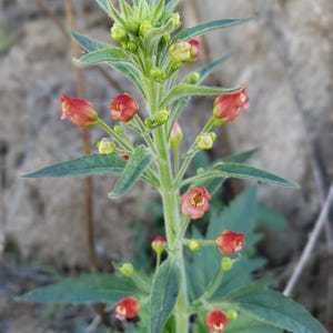 California Bee Plant Seeds|scrophularia Californica|california Native ...
