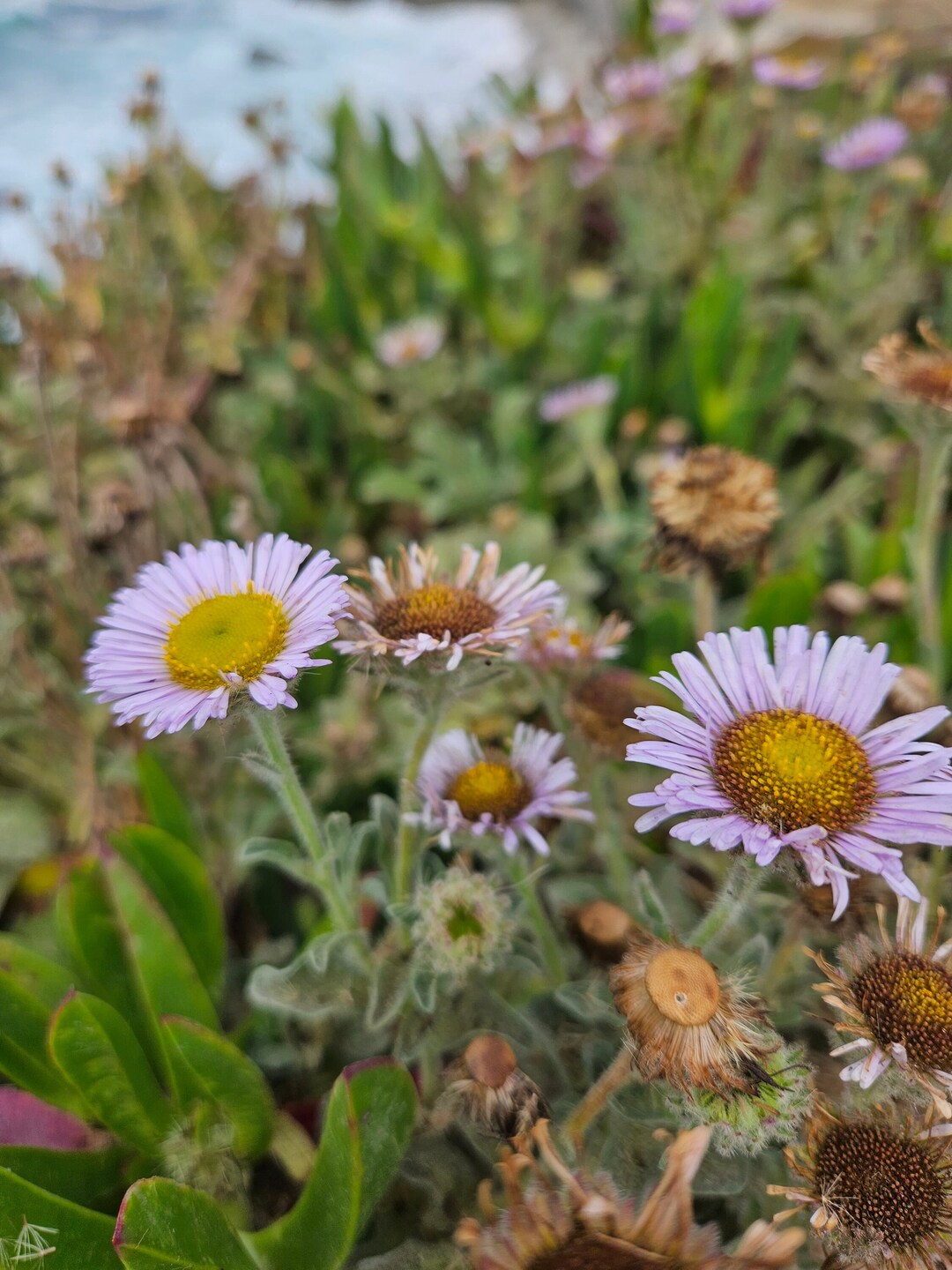 Seaside Daisy Seeds|erigeron Glaucus|california Native|wildflowers ...