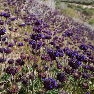 Chia Seeds|salvia Columbariae|california Native Plants|native ...
