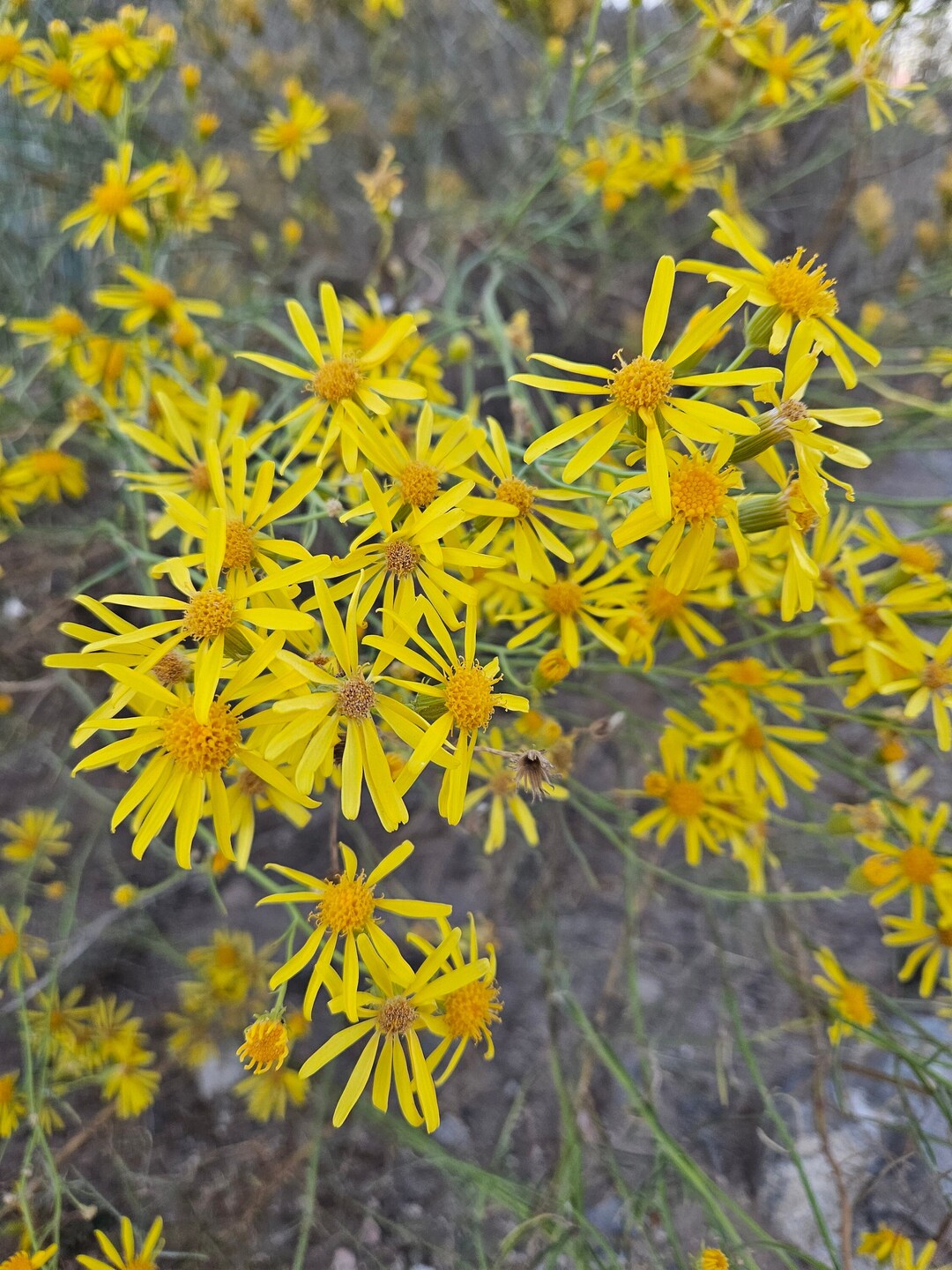 Threadleaf Ragwort Seeds|senecio Flaccidu|groundsel|california Native ...