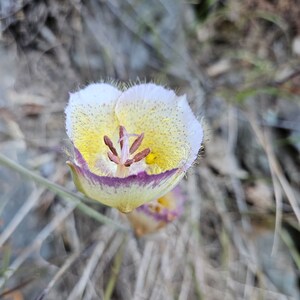 Intermediate Weed's Mariposa Lily|calochortus Weedii Var. Intermedius ...