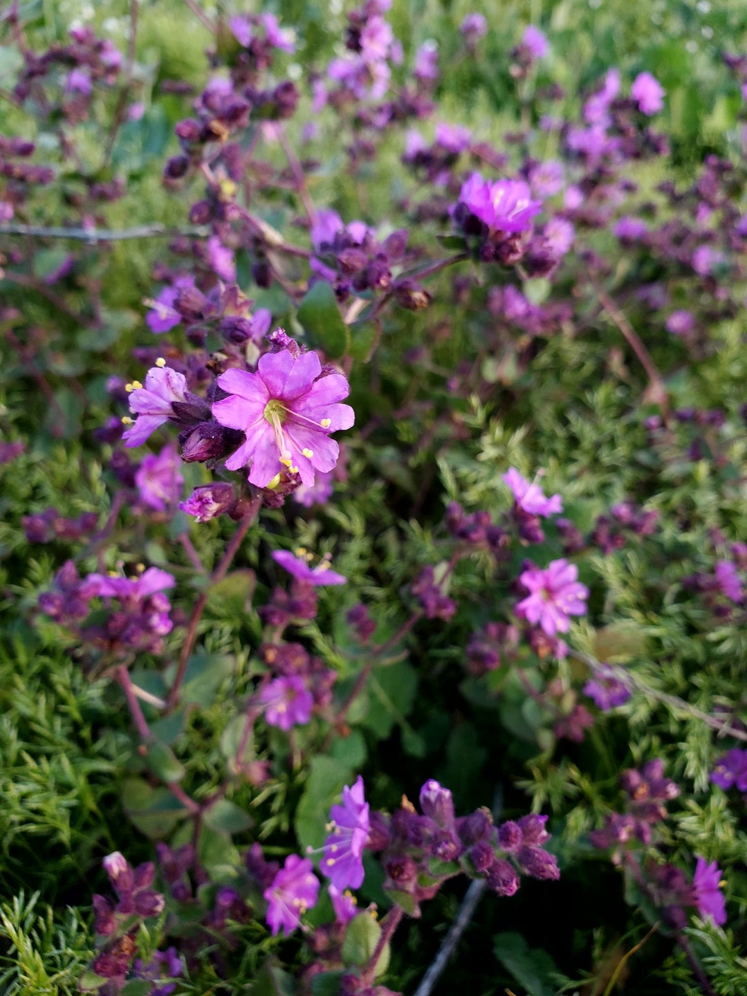California Four O'clock Seedsmirabilis Laevis Var ...