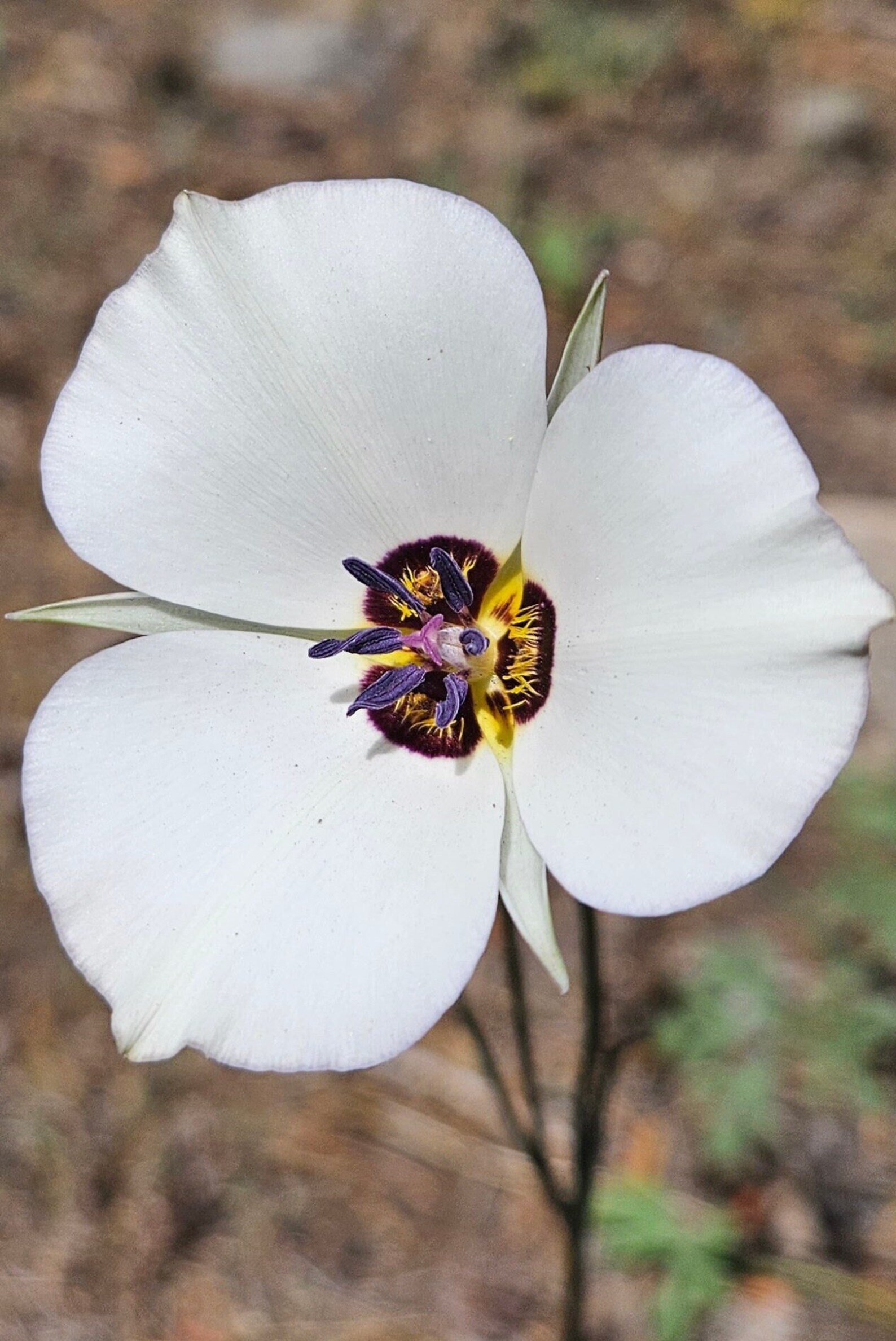 Pinyon Mariposa Lily Seeds|calochortus Bruneaunis|california Native ...