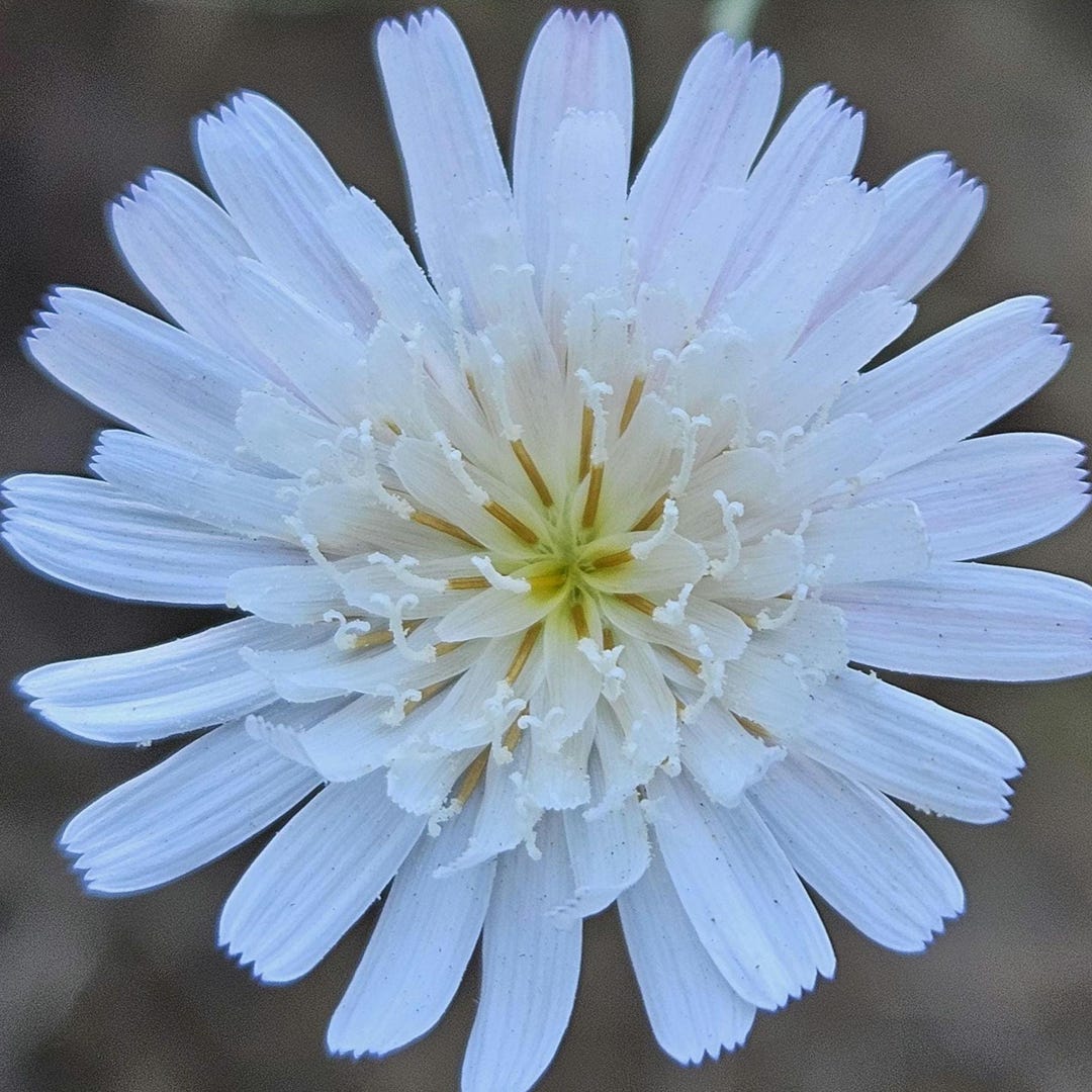 Cliff Aster Seeds|malacothrix Saxatilis|california Native Plants|native Wildflowers|southwestern ...