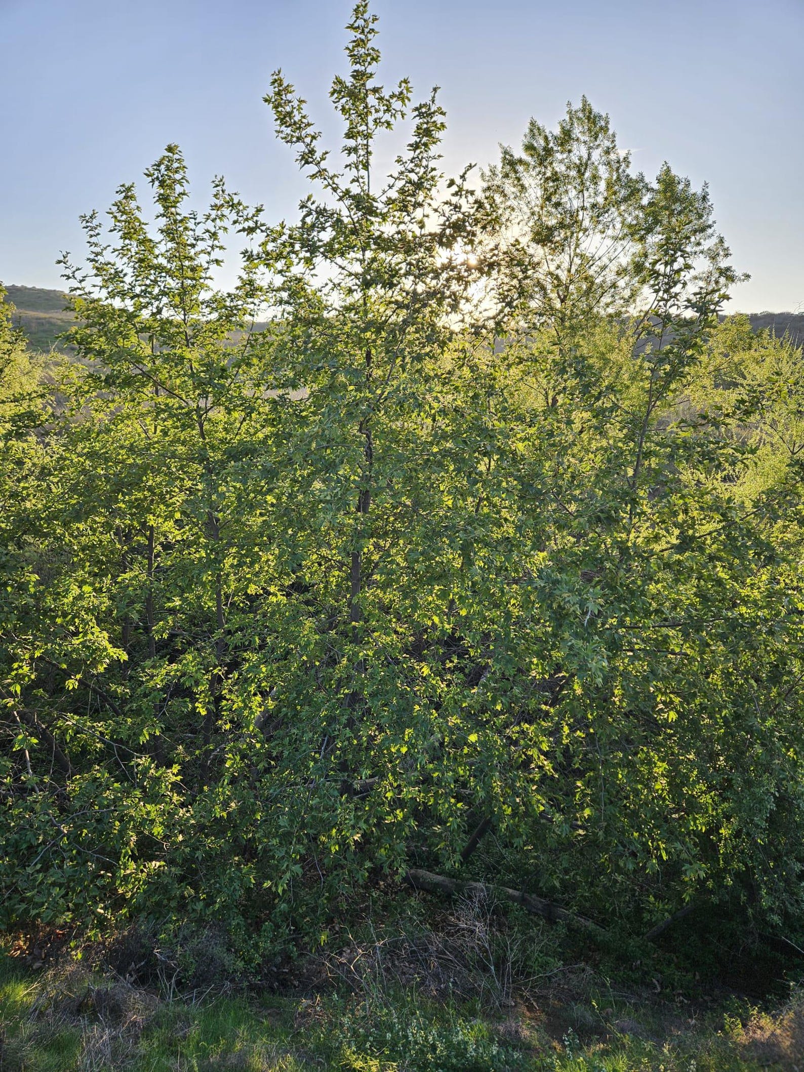 Western Sycamore Seeds|platanus Racemosa|california Native Plants ...