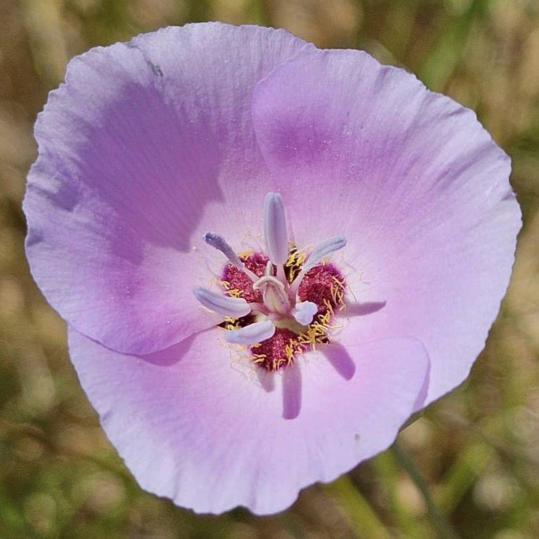 Palmer's Mariposa Lily Seeds|calochortus Palmeri|california Native ...