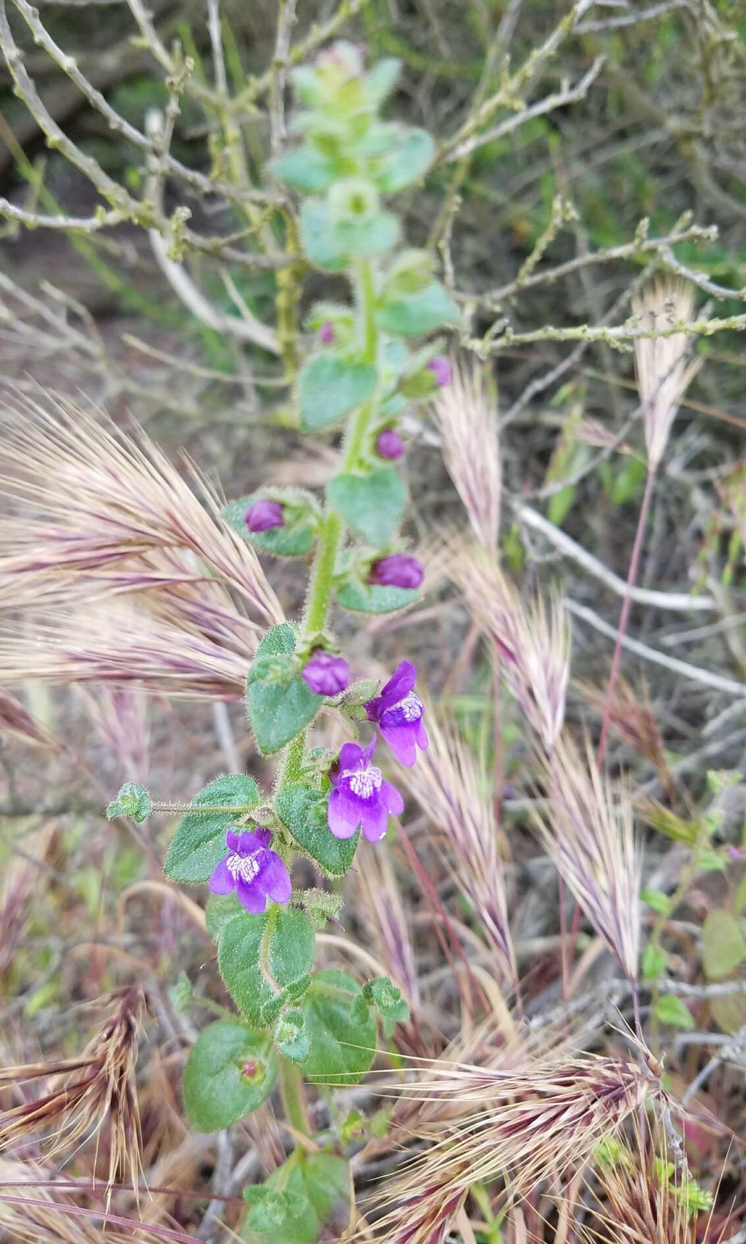 Nuttall's Snapdragon Seeds|antirrhinum Nuttallianum|california Native ...