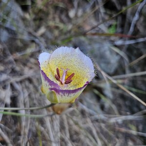 Intermediate Weed's Mariposa Lily|calochortus Weedii Var. Intermedius ...