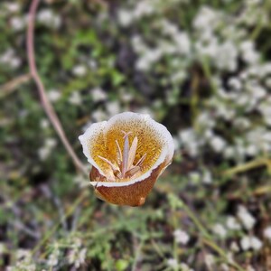 Intermediate Weed's Mariposa Lily|calochortus Weedii Var. Intermedius ...
