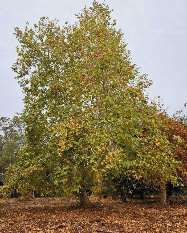 Western Sycamore Seeds|platanus Racemosa|california Native Plants ...