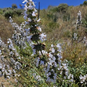 RARE Hybrid Black & White Sage Seeds|starlight Sage|salvia Starlight|california Native ...