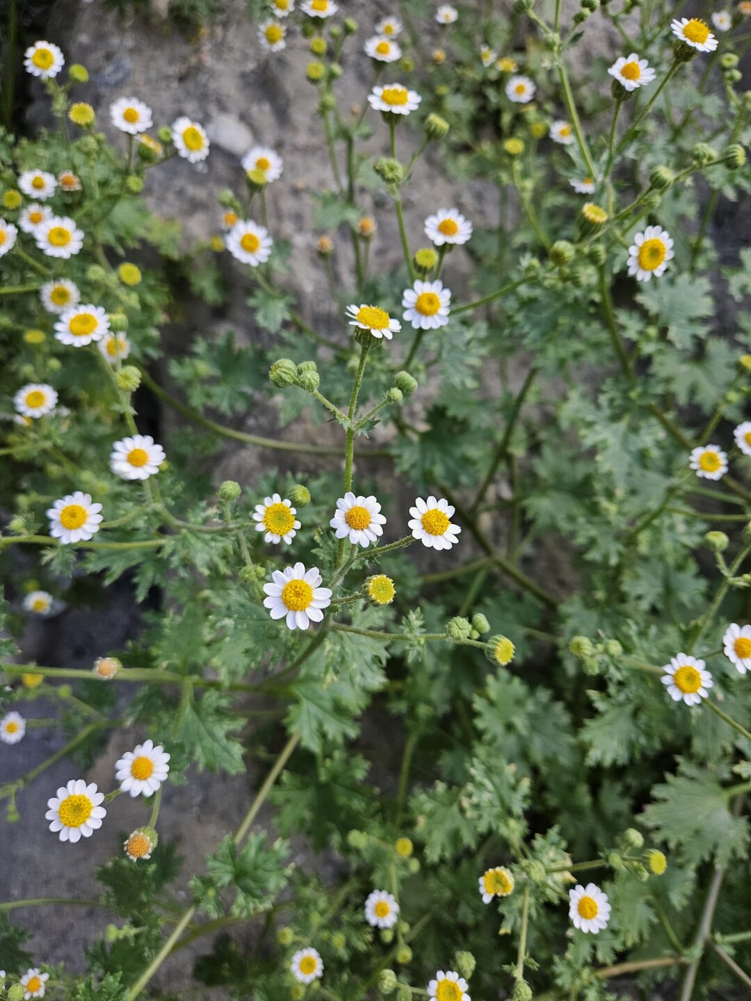 Emory's Rockdaisy Seeds|perityle Emoryi|daisy|california Native Plants ...