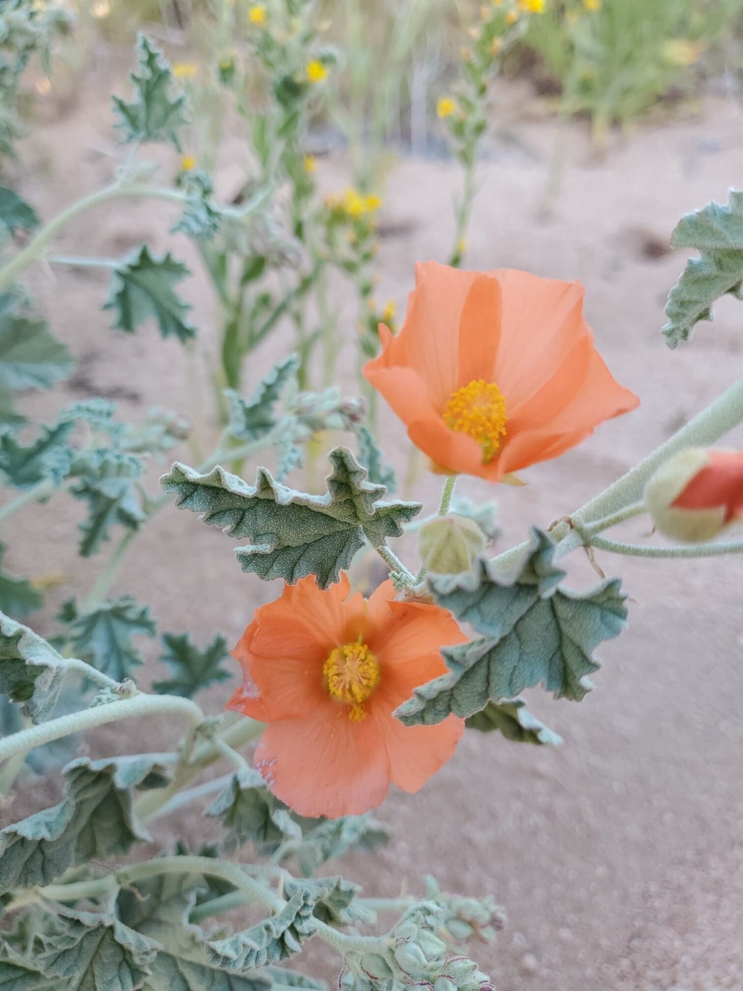 Desert Globemallow Seedssphaeralcea Ambiguacalifornia Native Seedsrare ...