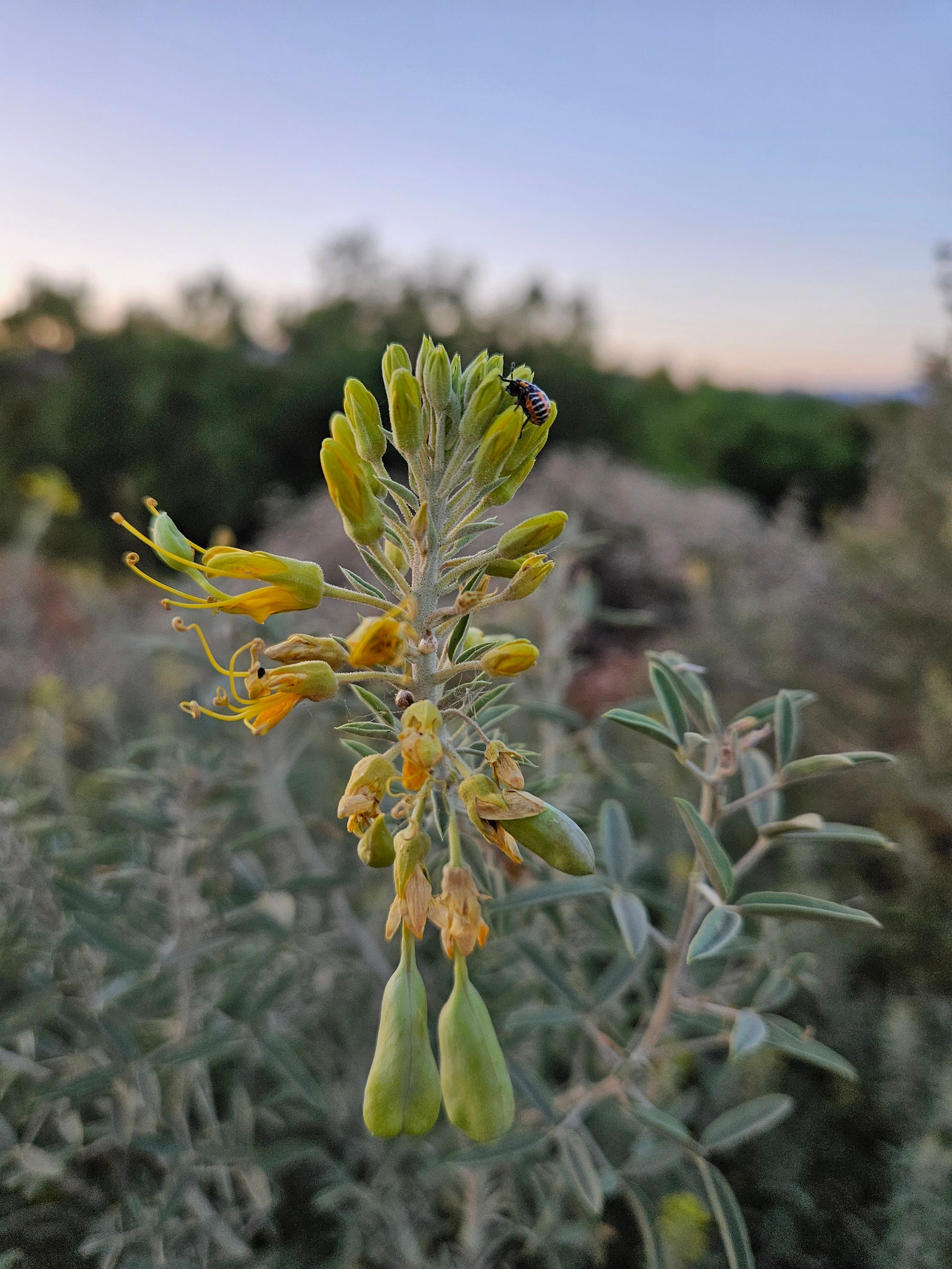 California Bladderpod Seeds|peritoma Arborea|california Native ...
