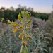 California Bladderpod Seeds|peritoma Arborea|california Native ...