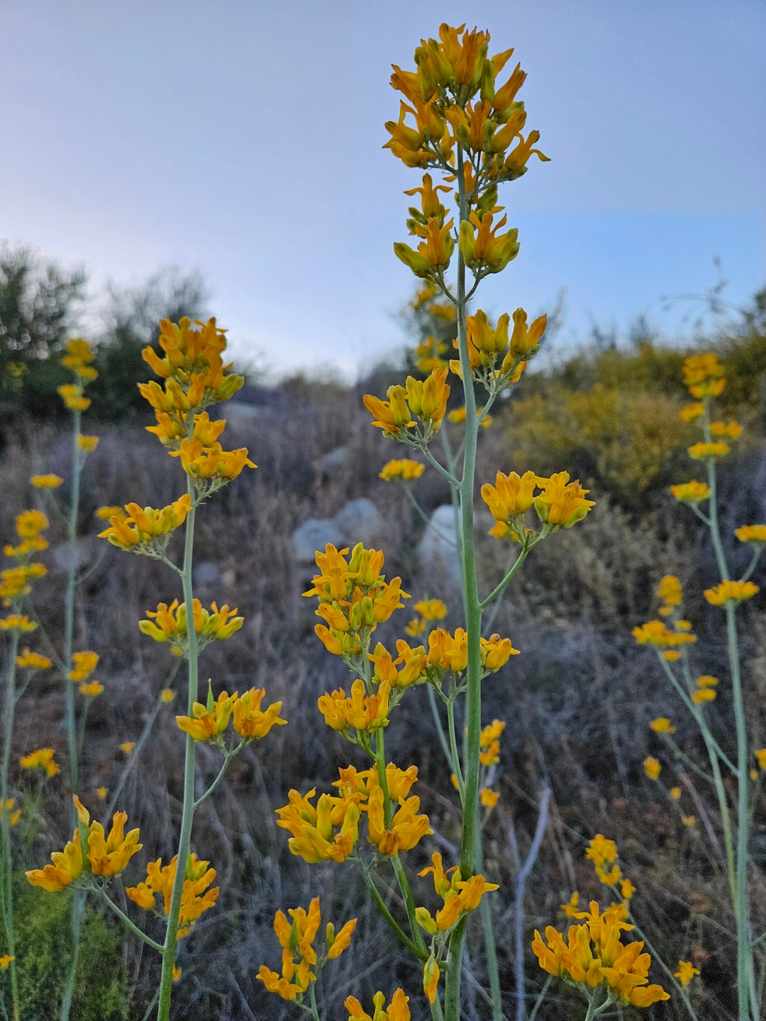 Golden Ear Drops Seeds|ehrendorferia Chrysantha|california Native ...