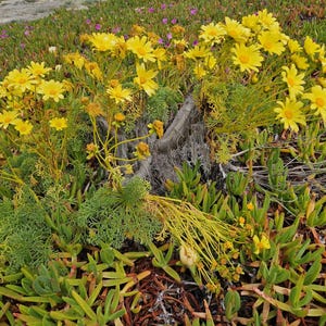 Giant Coreopsis Seeds|leptosyne Gigantea|california Native Plants ...