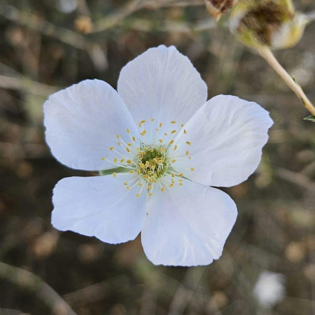 Apache Plume Seeds|fallugia Paradoxa|california Native Plants|native ...