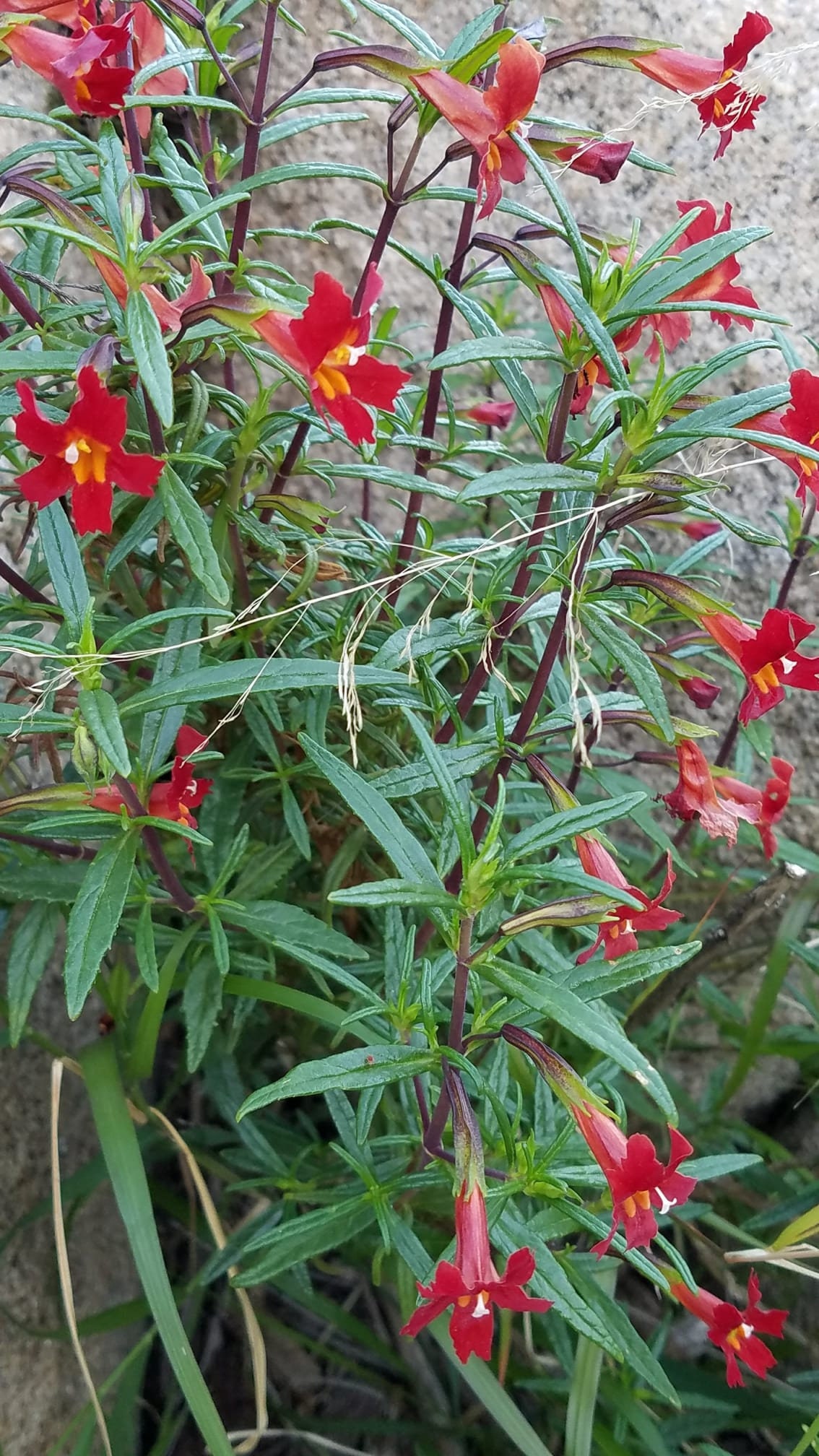 Red Bush Monkeyflowerdiplacus Aurantiacus Var Puniceus Seedscalifornia ...