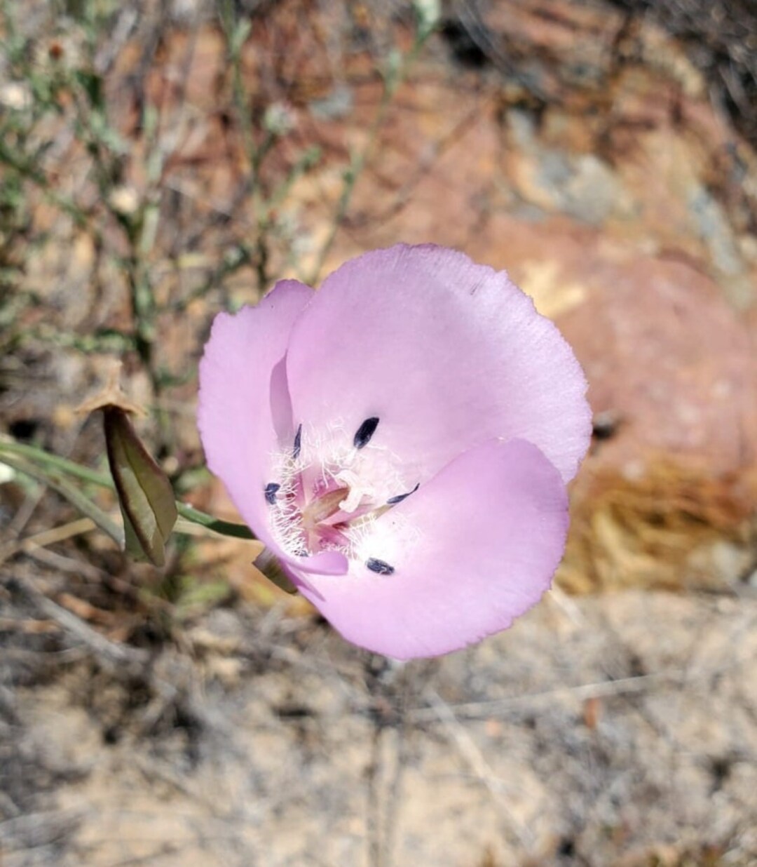 Splendid Mariposa Lilycalochortus Splendenscalifornia Native - Etsy