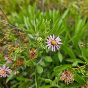 California Aster Seeds|corethrogyne Filaginifolia|california Native ...