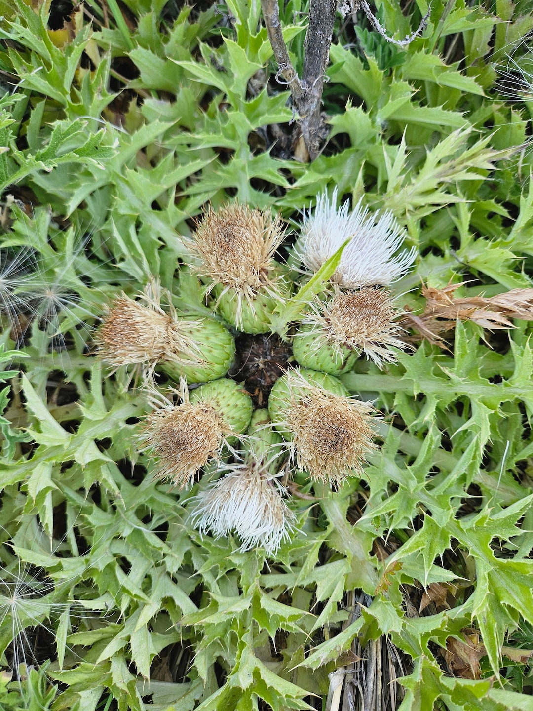 Meadow Thistle Seeds|cirsium Scariosum|california Native Plants|native ...