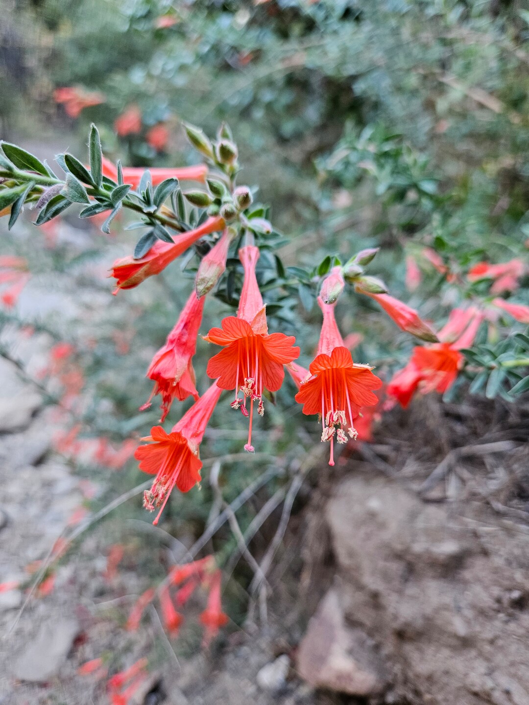 California Fuchsia Seeds|epilobium Canum|wildflower|california Native ...