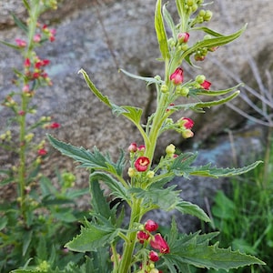 California Bee Plant Seeds|scrophularia Californica|california Native ...