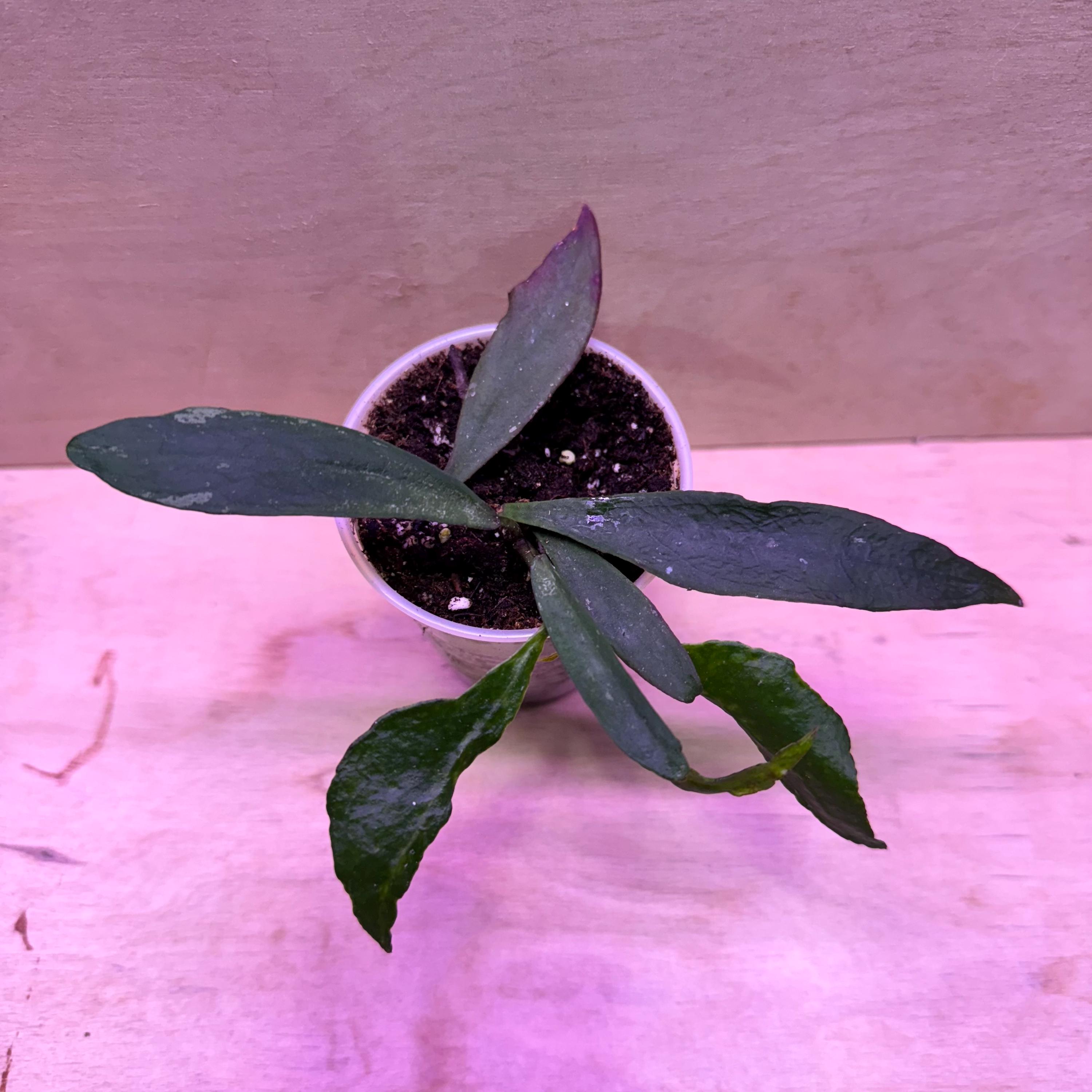 Hoya Mirabilis ROOTED + Free Heat Pack - Etsy