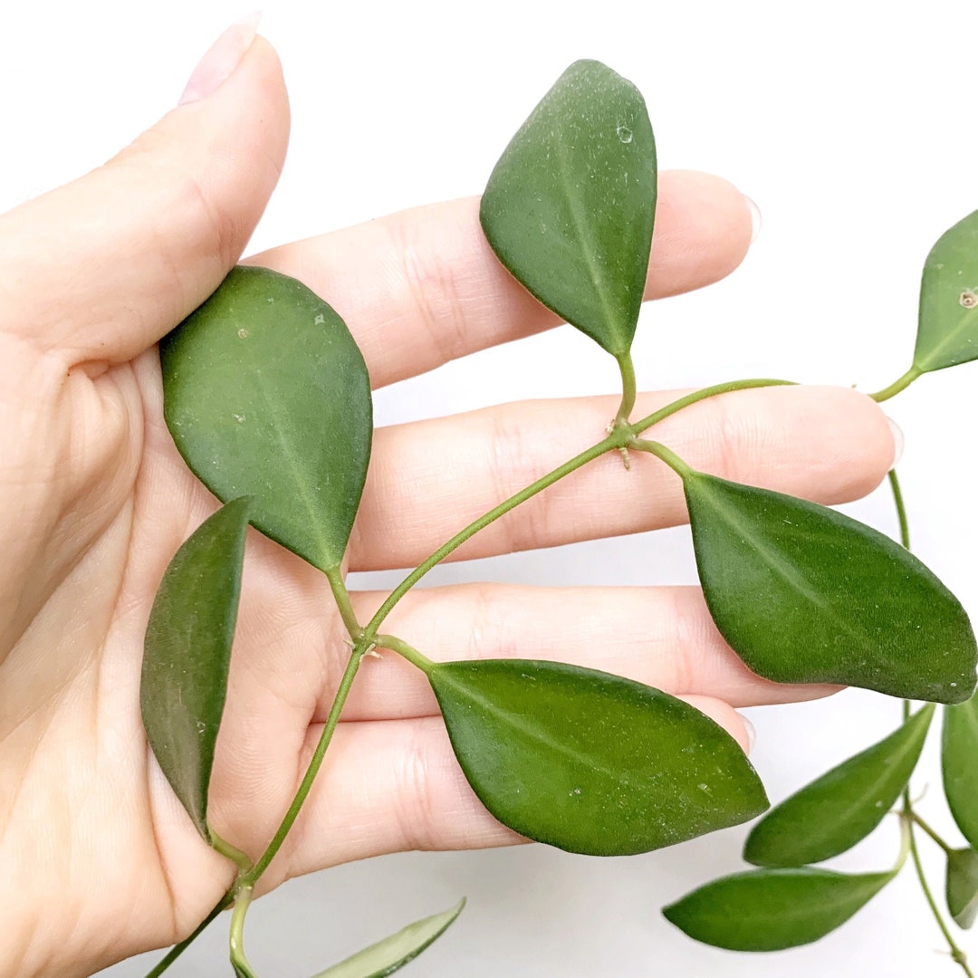 Hoya DS-70 CUTTINGS - Etsy