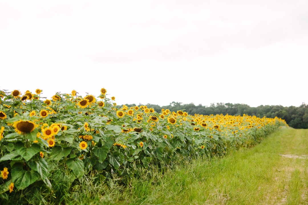 Sunflower Field Photo Print, Sunflower Art, Southern Landscape, Flower ...