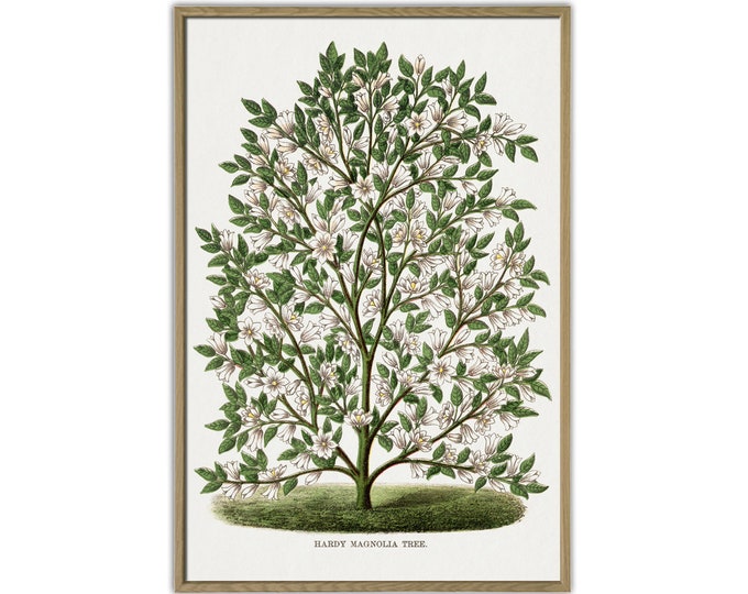 Southern Magnolia Tree Art Print, Southern Magnolia Tree Wall Art ...