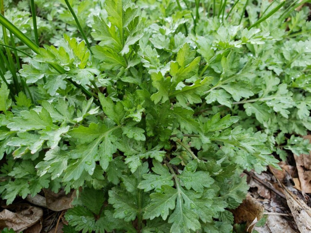 10 艾草mugwort Live Root Organically Mugwort Plants Hardly Perennial ...