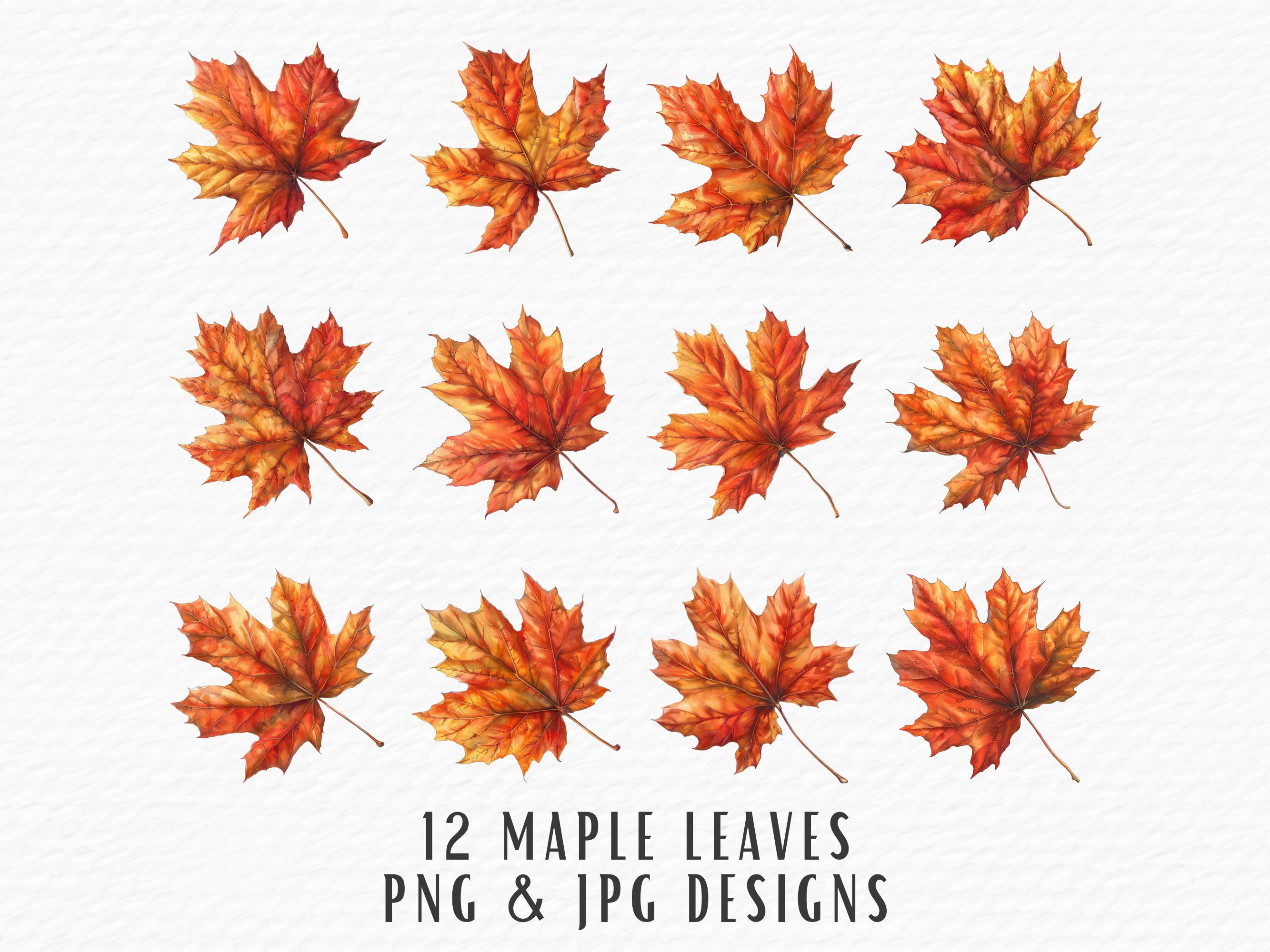Maple Leaves Clipart Bundle, Watercolor Maple Leaf PNG JPG Clipart ...