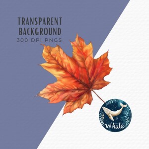 Maple Leaves Clipart Bundle, Watercolor Maple Leaf PNG JPG Clipart ...