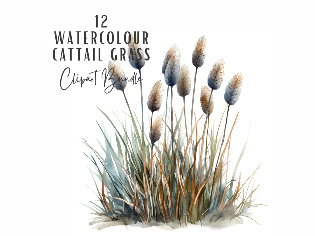Cattail Grass Clipart | Watercolor Bulrush, Marsh Reed (digital ...