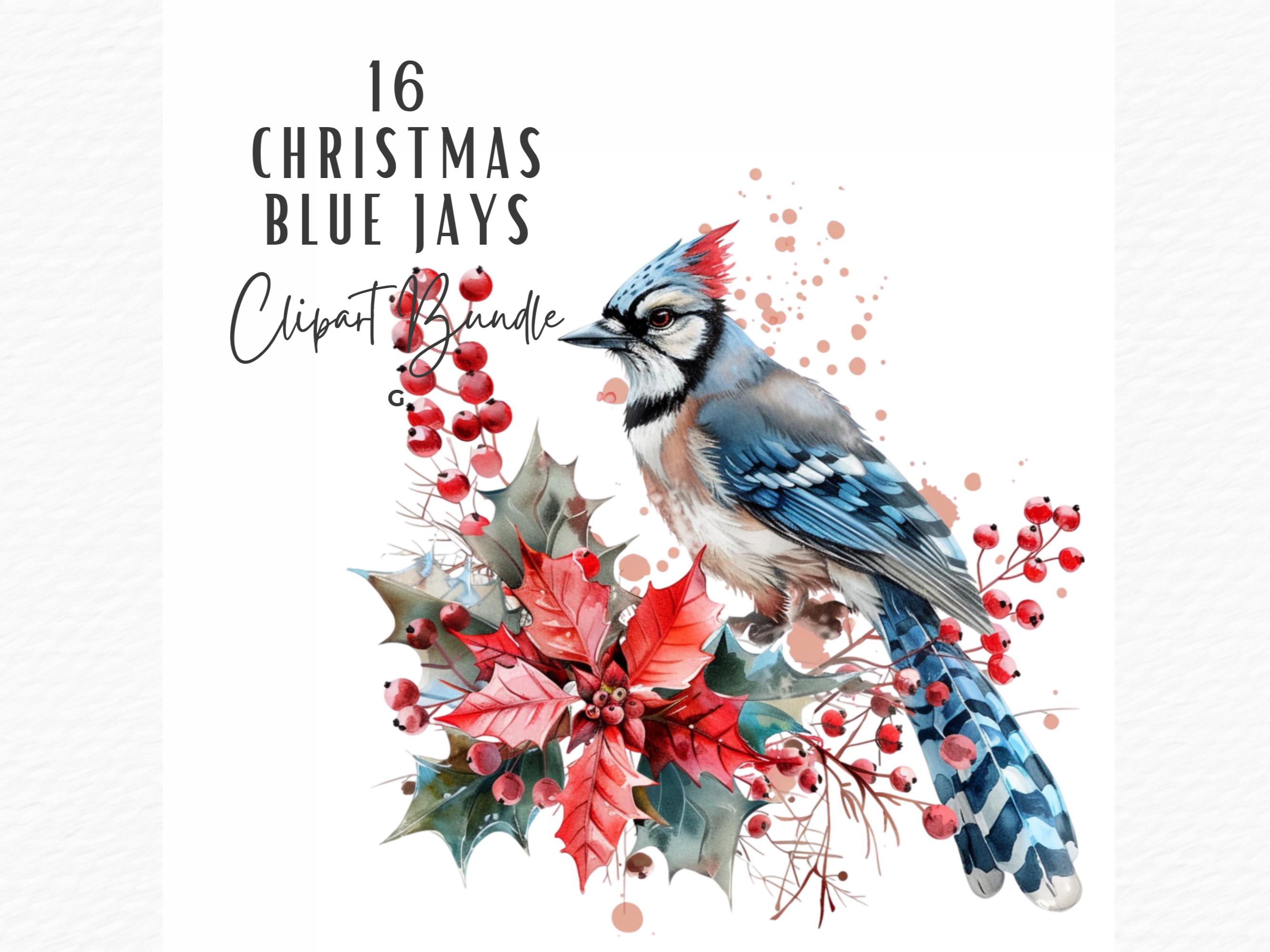 Christmas Blue Jay Clipart Bundle, Watercolor Winter Bird Sublimation ...