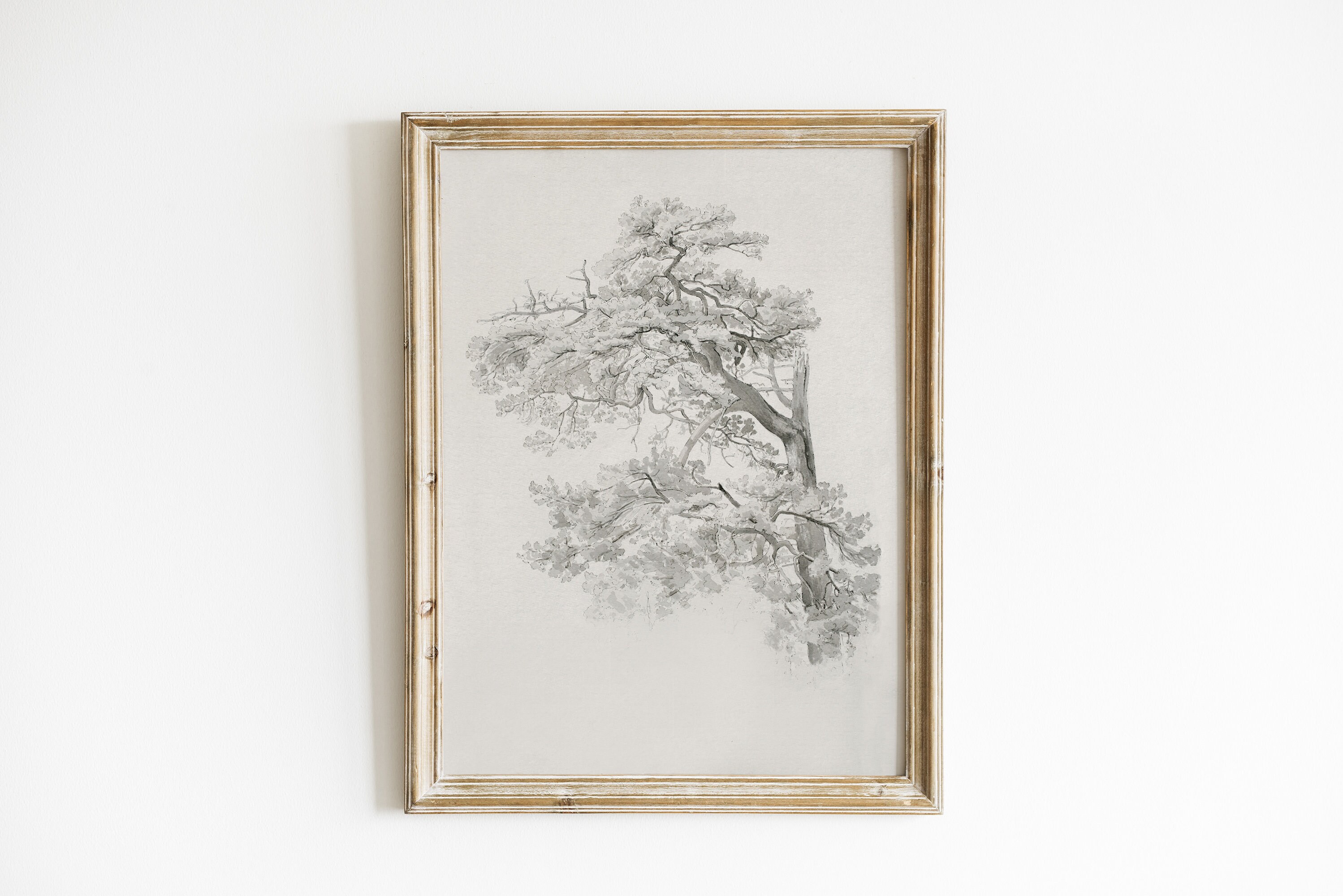 Neutral Antique Tree Drawing, Rustic Vintage Sketch Art, Soft Farmhouse ...