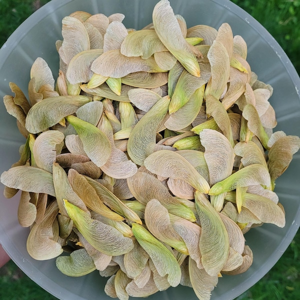 Maple Tree Seeds - Etsy