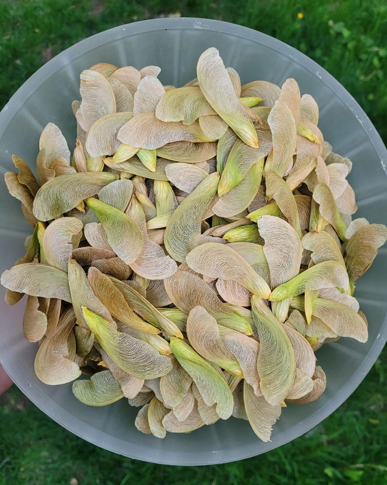 Extra Large Maple Tree Helicopter Samara Seeds for Crafting - Etsy