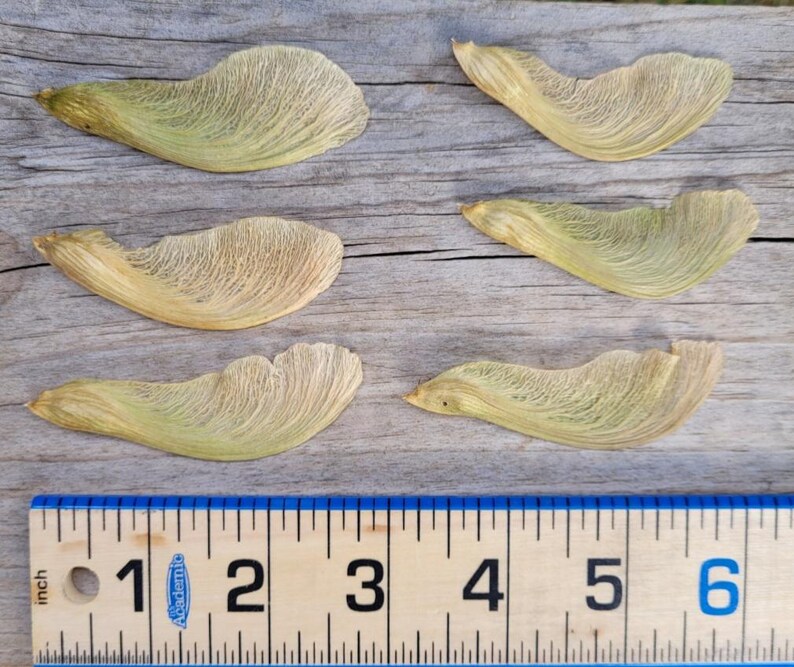 Extra Large Maple Tree Helicopter Samara Seeds for Crafting - Etsy