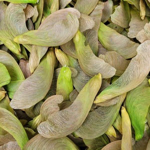 Extra Large Maple Tree Helicopter Samara Seeds for Crafting - Etsy